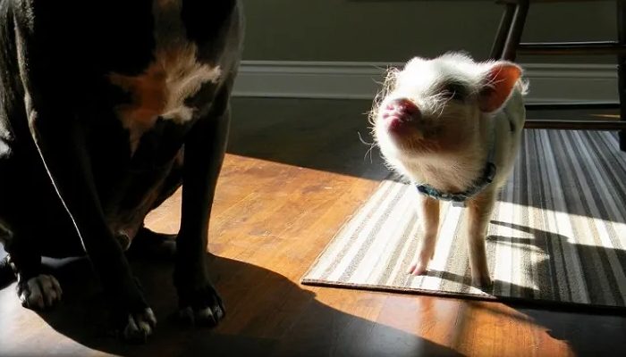 Dogs Go Wild When They Get To Play With Their Best Friend And Neighbor ...