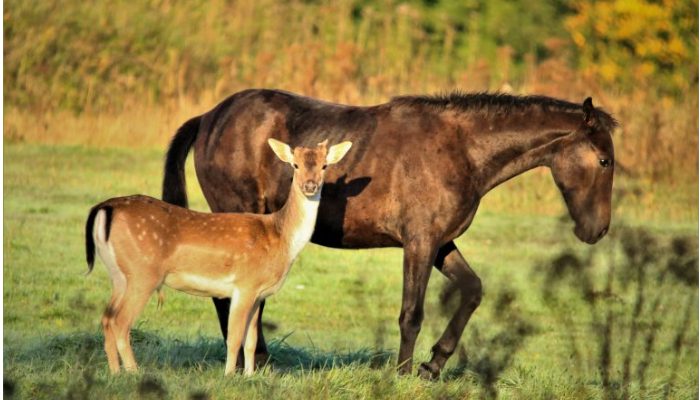 A Beautiful Photograph Shows A Lonely Deer Having Fun With His New ...