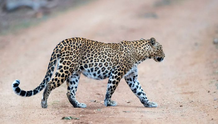 A Beautiful Leopard Shows A Confused Child How To Cross The Street ...
