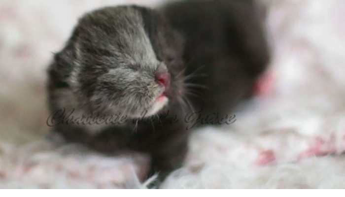 A Kitten Born With "Two Faces" Grows Up To Be The Cutest Cat Ever ...