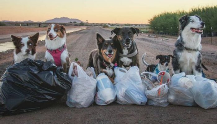 Chimney, A Dog Who Collects Plastic, Likes To Recycle. - Animals Time