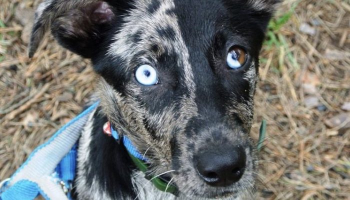 Here Is Mooney, The Adorable Puppy Who Is Capturing Everyone's ...