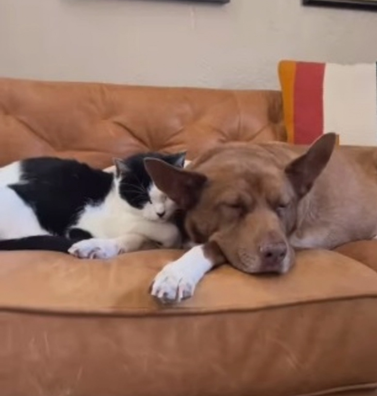 A Dog Who Hates Cats Reacts Surprised When His Owner Introduces Him To ...