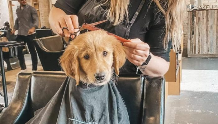 A Human-Style Haircut Is Given To The Dog By Mom At The Barbershop ...