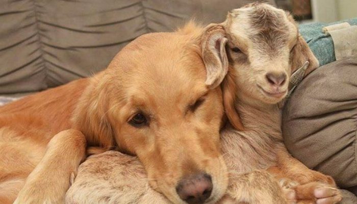 A Dog Adopts Four Newborn Goats When She Becomes Fascinated With Them ...