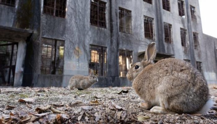 Rabbits have a haven on this amazing Japanese island - Animals Time